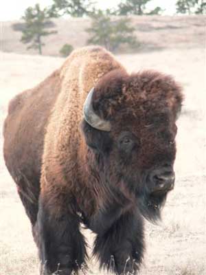 bison – Compass West Outfitters Compass West Outfitters